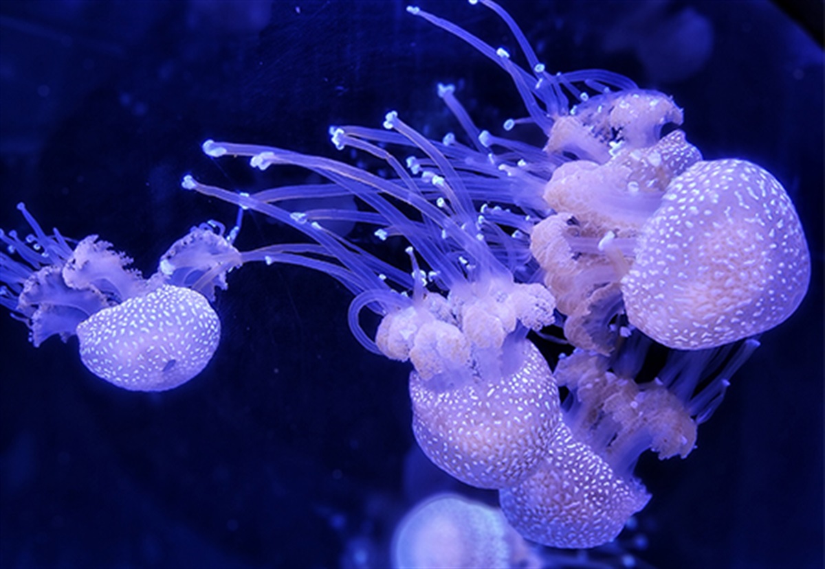 Current and Upcoming Exhibitions | Woollahra Gallery at Redleaf